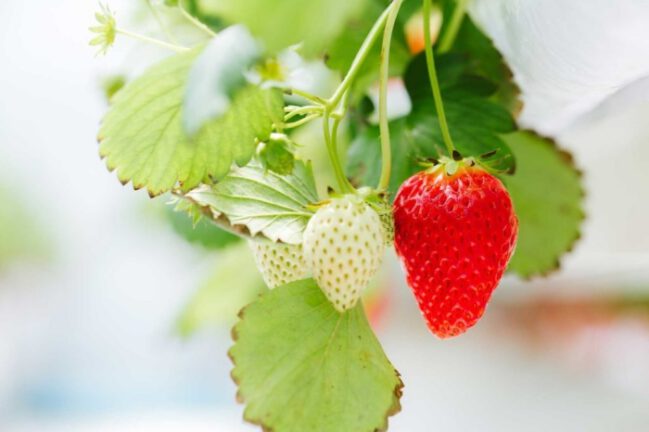 Harumiki แบรนด์ที่มีจุดกำเนิดจากก๊าซ LNG บนแนวคิด Zero Waste มุ่งสู่ ...