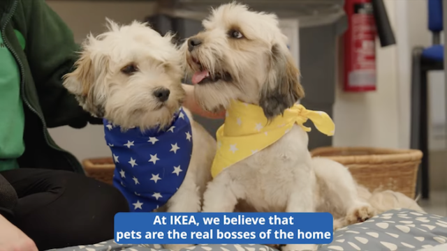 IKEA UK ชู "Cat-alogue" คู่ "Dog-alogue" วางศูนย์กลางเฟอร์นิเจอร์ที่กลุ่มเจ้าเหมียว-น้องตูบ